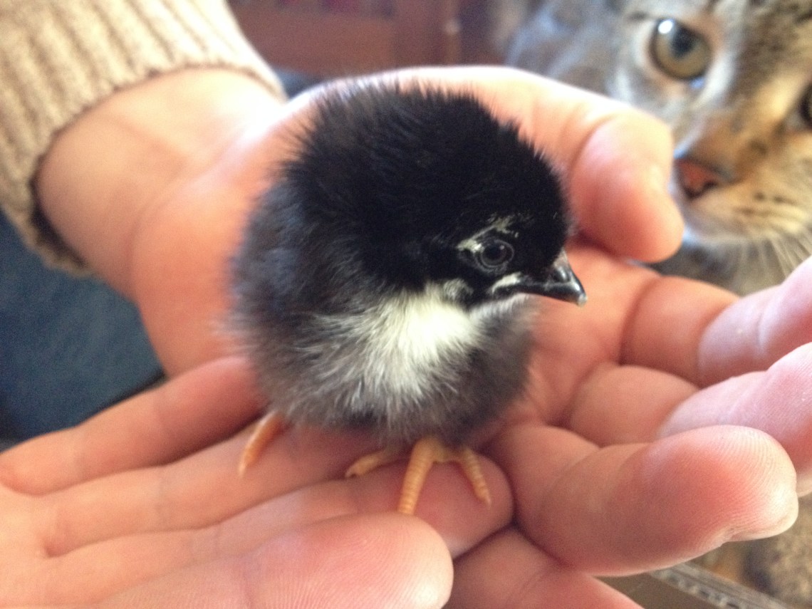 Homecoming! – Chicken Scratch Fever