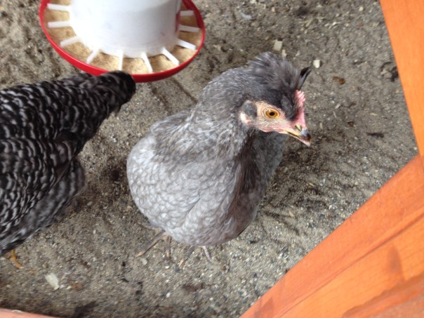 Toe trim trial – Chicken Scratch Fever