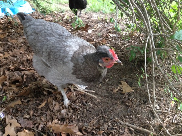 Combs and wattles – Chicken Scratch Fever