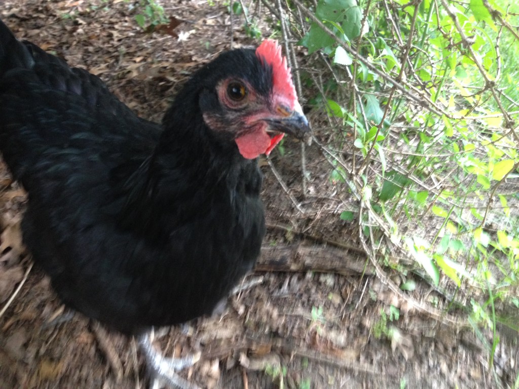 Combs and wattles – Chicken Scratch Fever